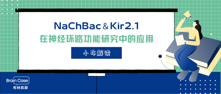 小布解读 | NaChBac＆Kir2.1在神经环路功能研究中的应用 - 知乎