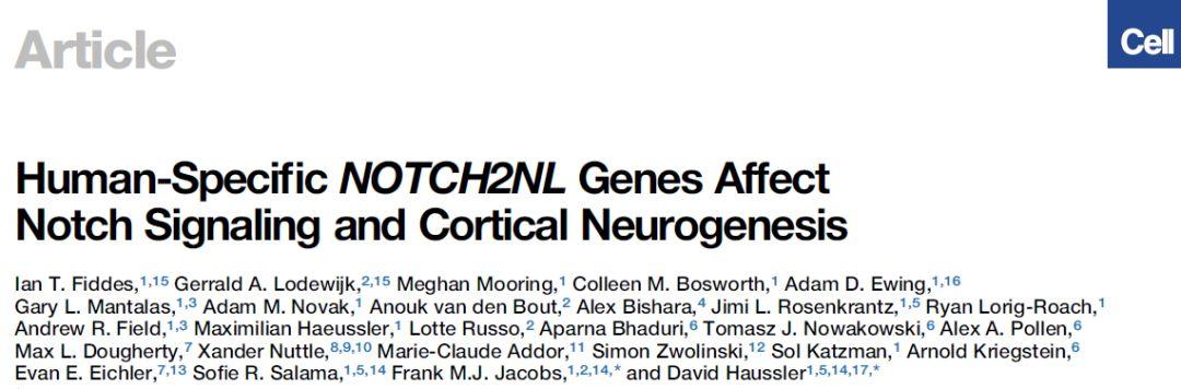 Cell背靠背 | NOTCH2NL揭示人脑尺寸进化之谜 - 知乎