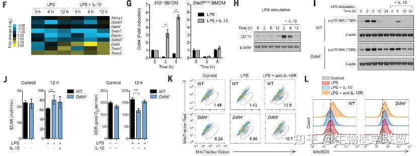 Science发文解释了炎症性肠病之谜：IL-10与巨噬细胞代谢的关键调控 - 知乎