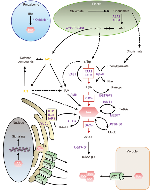 向光而行，向上生长——生长素 - 知乎