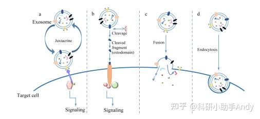 外泌体功能及在生物医学方面的应用 - 知乎