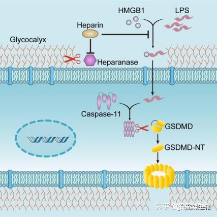 脂多糖（LPS）与蛋白亲和力测定的几种方法：SPR、ITC、BLI、MST - 知乎