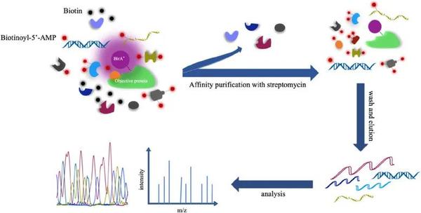 邻近标记技术：研究蛋白互作的利器（一） - 知乎