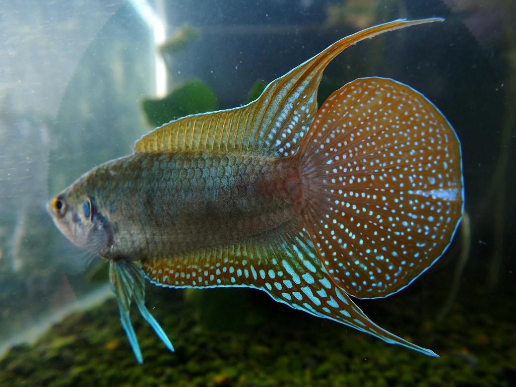 中国斗鱼怎么养？这2点做到位就行，其他的不用操心 - 知乎