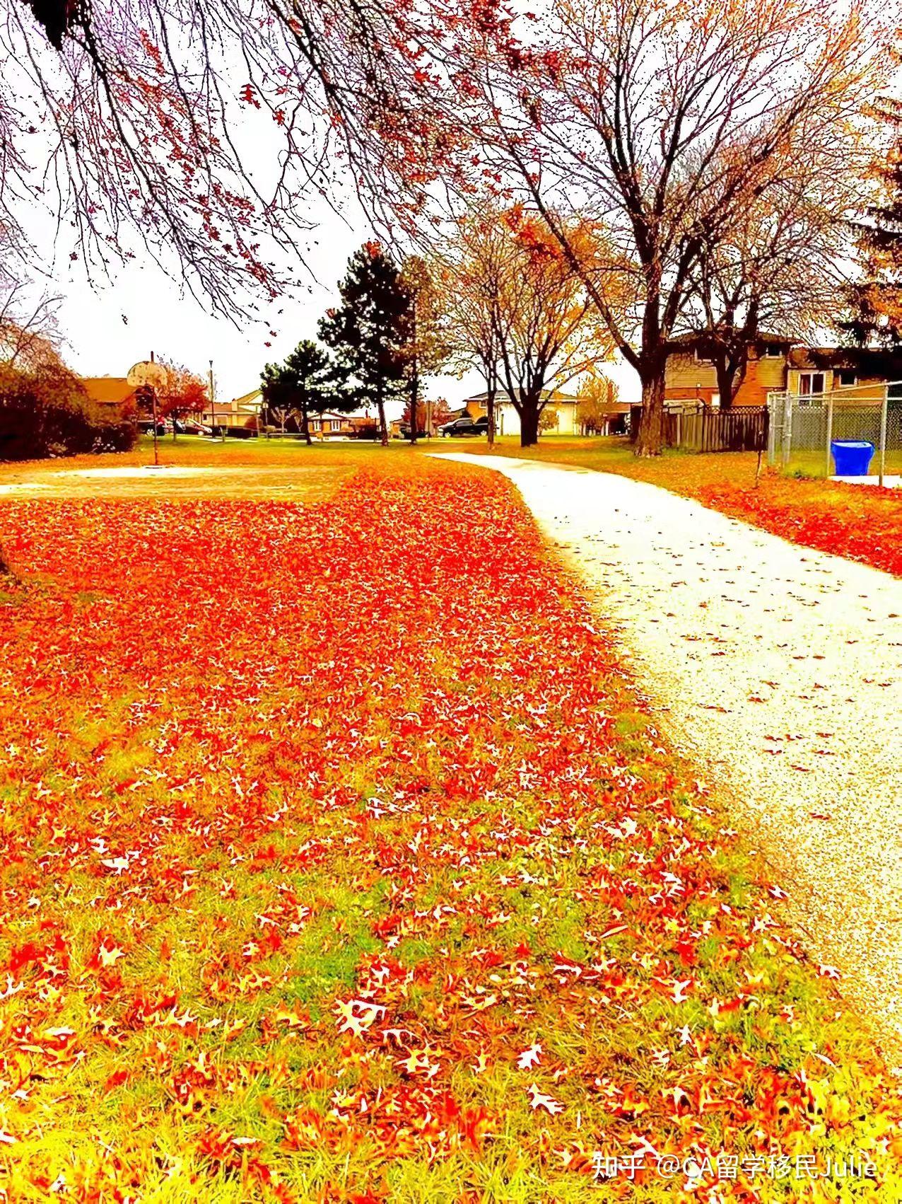 加拿大为什么会被称为「枫叶国」？ - 知乎