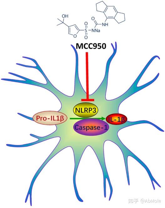 AbMole小课堂 | MCC950—用于多种炎症模型研究的NLRP3/焦亡抑制剂 - 知乎