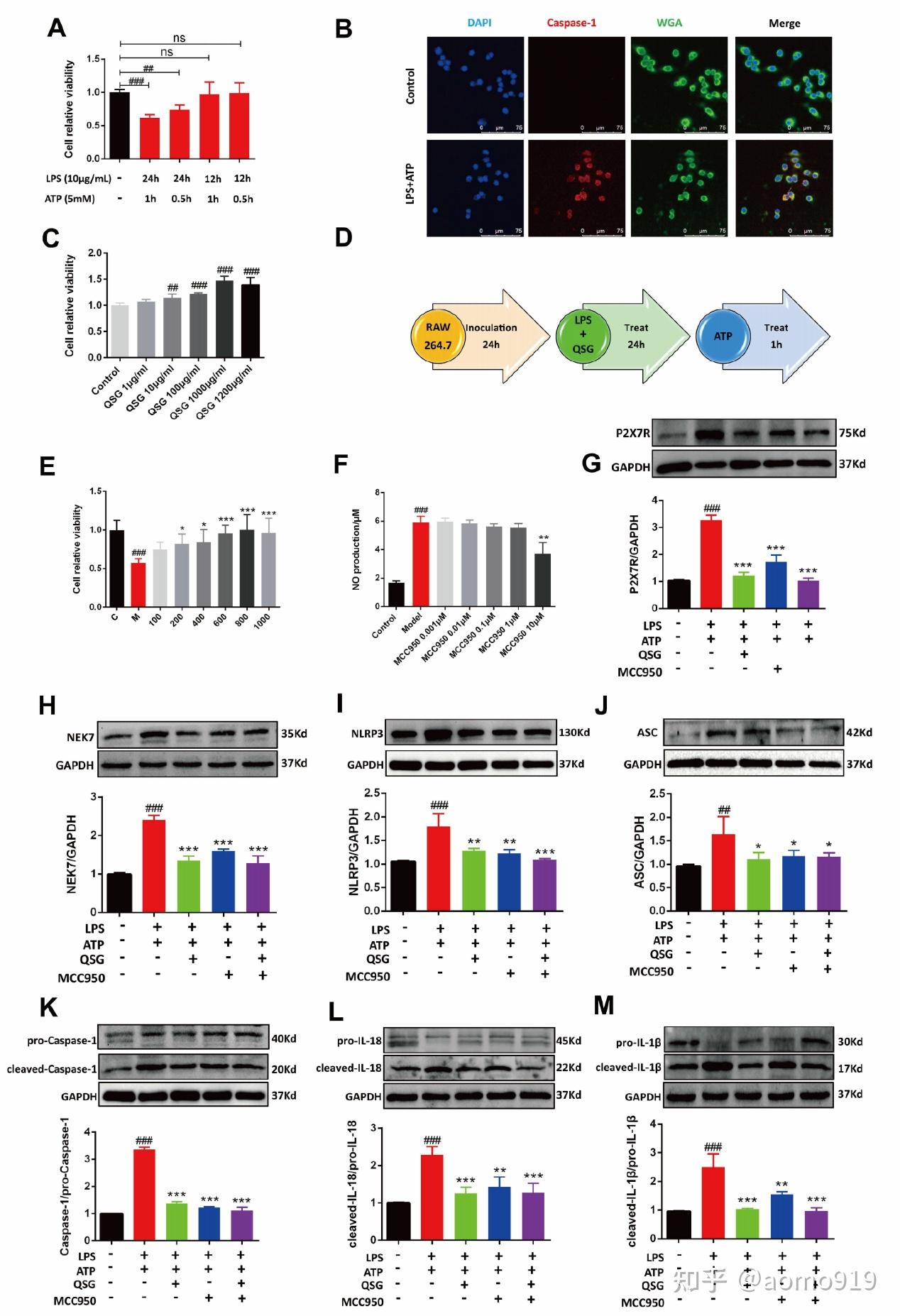 AbMole科研-芪参颗粒治疗急性心肌缺血的新途径P2X7R-NEK7-NLRP3炎症体的激活 - 知乎