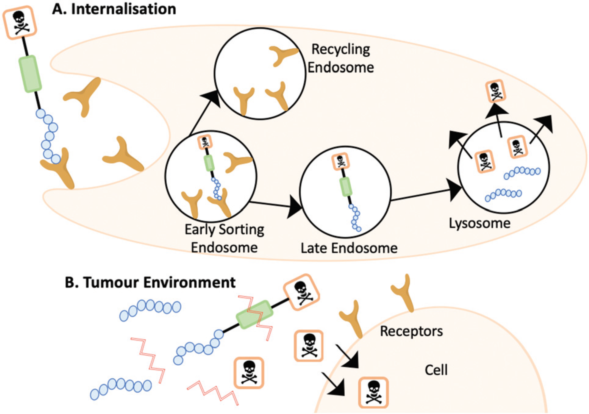 多肽偶联药物（PDC）介绍及其药代动力学研究策略 - 知乎