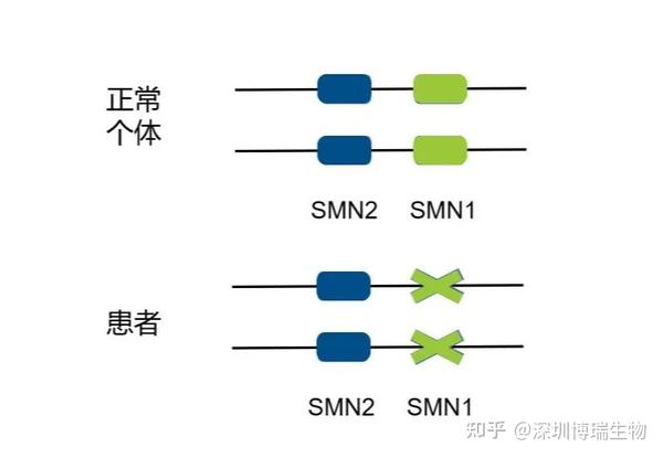 Biorain博瑞生物丨关注SMA，让爱不罕见 - 知乎