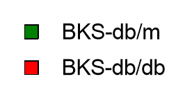 BKS-dbdb(二型糖尿病小鼠模型） - 知乎