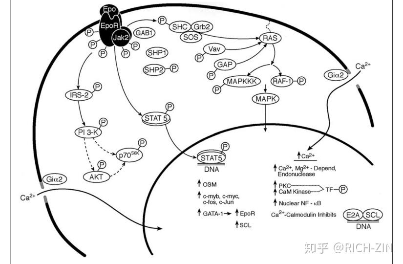 Mini-review : Epo糖蛋白的分子结构、调控机制和应用 - 知乎