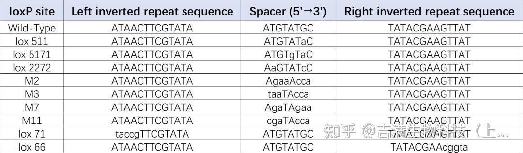 Cre-loxP系统 | 基因重组和特异表达的关键技术 - 知乎