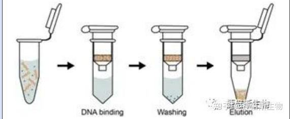 10分钟搞懂4种DNA提取方法 - 知乎