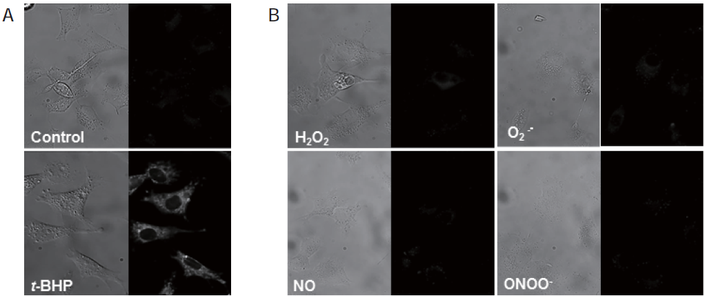 铁死亡与脂质过氧化物 - 知乎