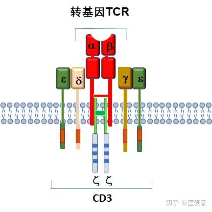 深圳因诺免疫实体瘤TCR-T细胞产品IND获得受理 - 知乎