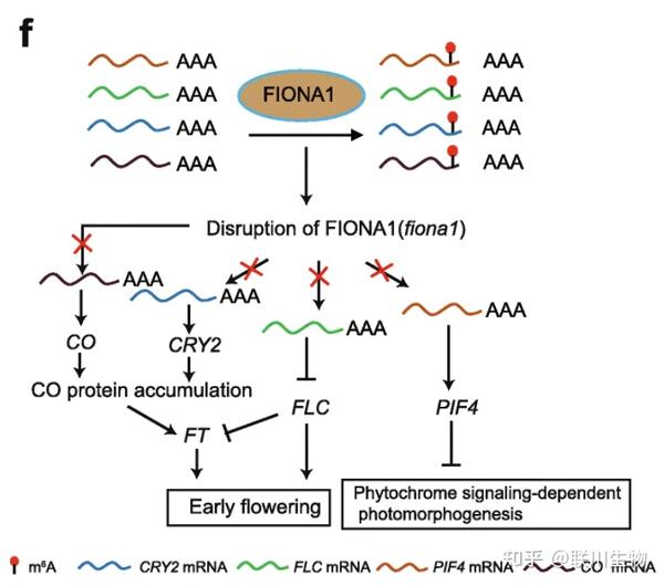 2022年1-2月m6A研究总览、推荐杂志及亮点研究 - 知乎