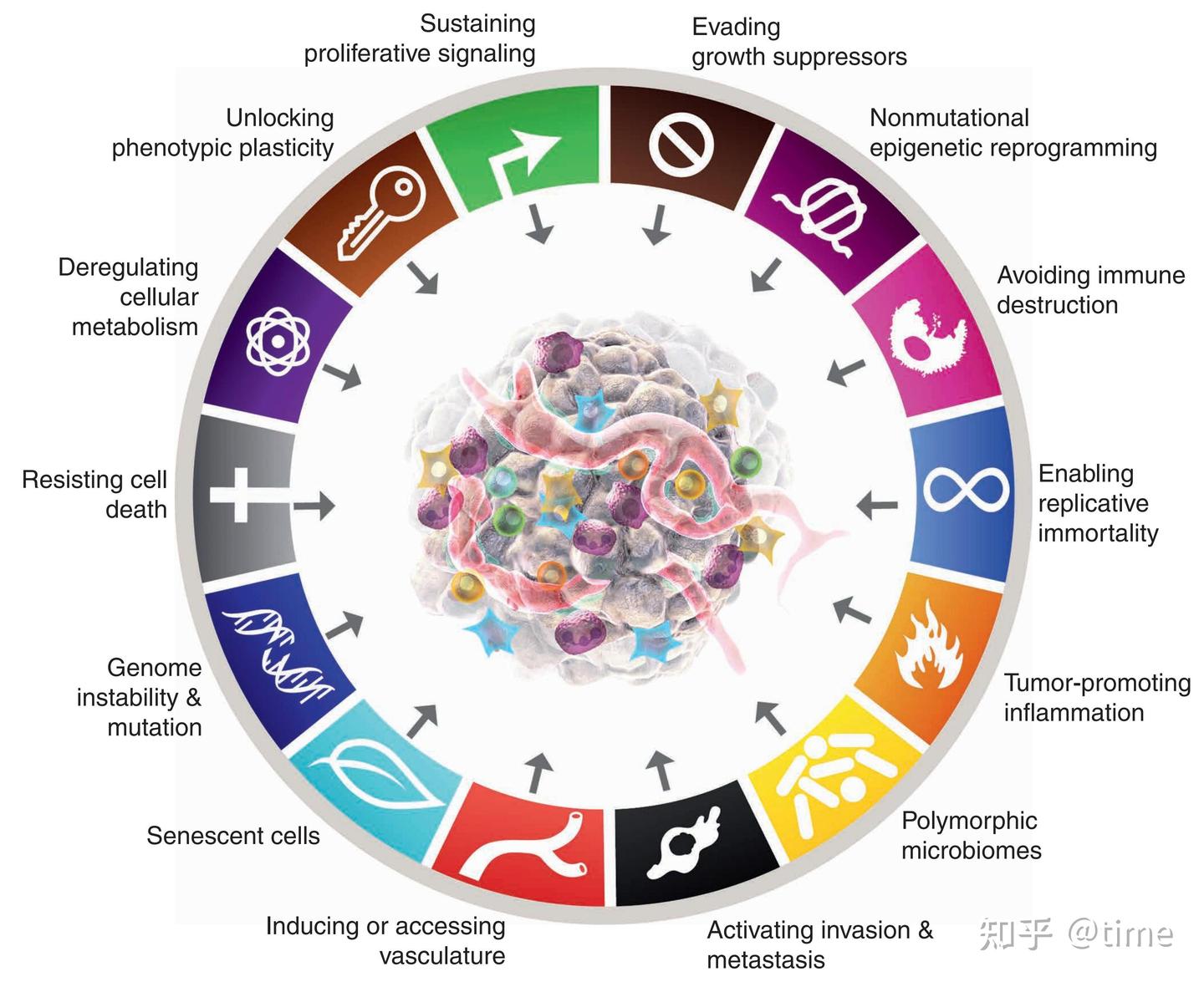 文献分享 | Cancer Discovery：Hallmarks of Cancer: New Dimensions - 知乎