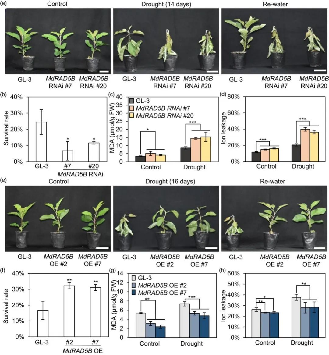PBJ | IF=13.8 &利用ChIP-seq和ATAC-seq技术揭示MdRAD5B调控苹果耐旱性的双重分子作用机制 - 知乎