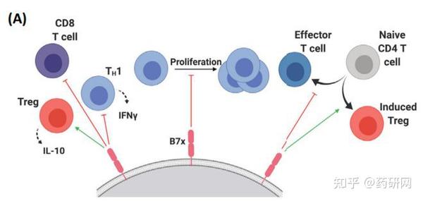 B7家族的泛癌种新星：B7-H4 - 知乎