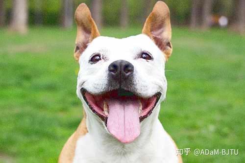 Albumentation文档 - 知乎