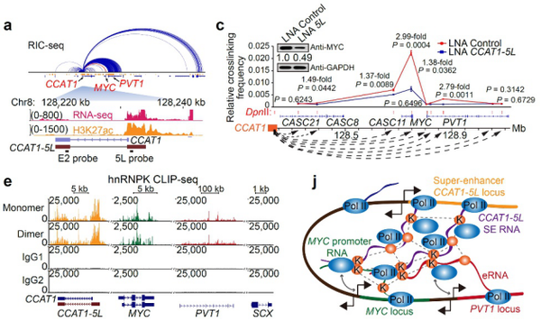 Nature | 全景式解析细胞内RNA原位高级结构及作用靶标的新技术RIC-seq - 知乎