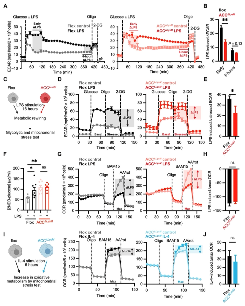 Science子刊丨巨噬细胞乙酰辅酶 A 羧化酶通过控制糖脂代谢调节急性炎症 - 知乎
