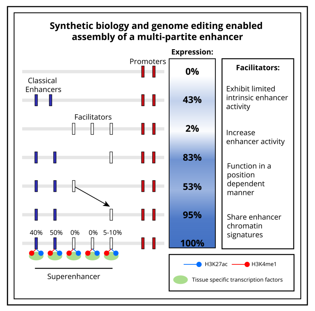 国自然热点|超级增强子“super”在哪？cell重磅发现：新型DNA调控元件——促进子 - 知乎