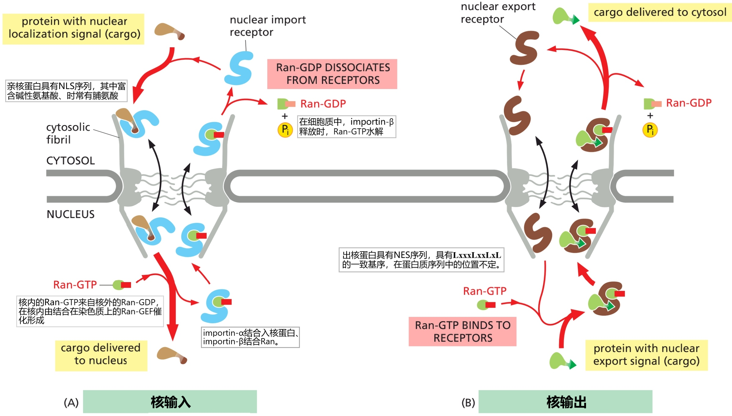 RNA干扰（一）——mi-！si-！pi-！ - 知乎