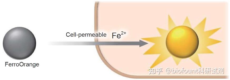 亚铁离子探针——FerroOrange - 知乎