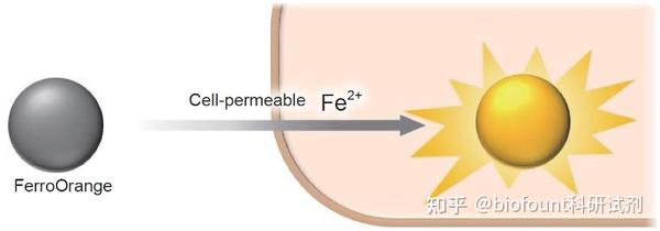 亚铁离子探针——FerroOrange - 知乎