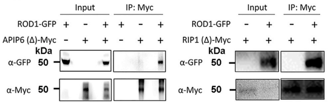 Co-IP—验证蛋白互作的不二之选 - 知乎