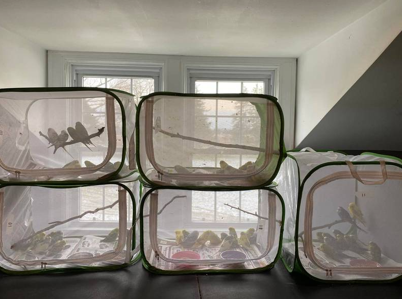 繁殖失控！美国男子繁殖了836只虎皮鹦鹉，愁坏动物福利组织 - 知乎