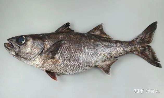 黑鯥 | 喉黑的姐妹？不不不…… - 知乎