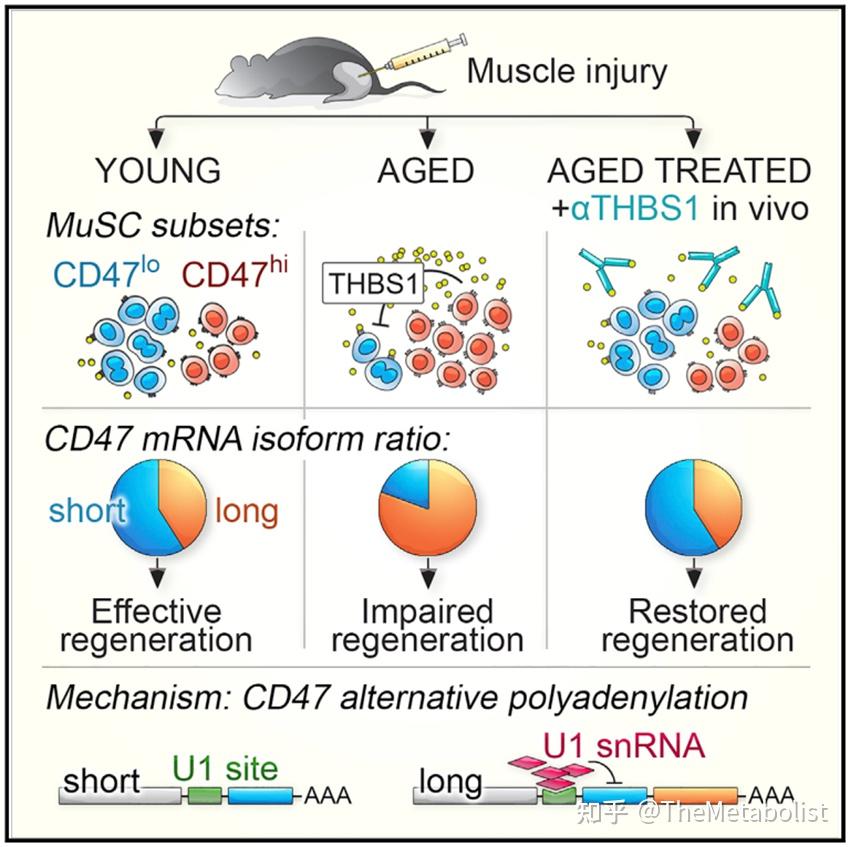 代谢学人——Cell Stem Cell：靶向CD47拨回肌肉衰老的时钟 - 知乎