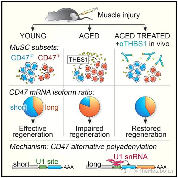 代谢学人——Cell Stem Cell：靶向CD47拨回肌肉衰老的时钟 - 知乎