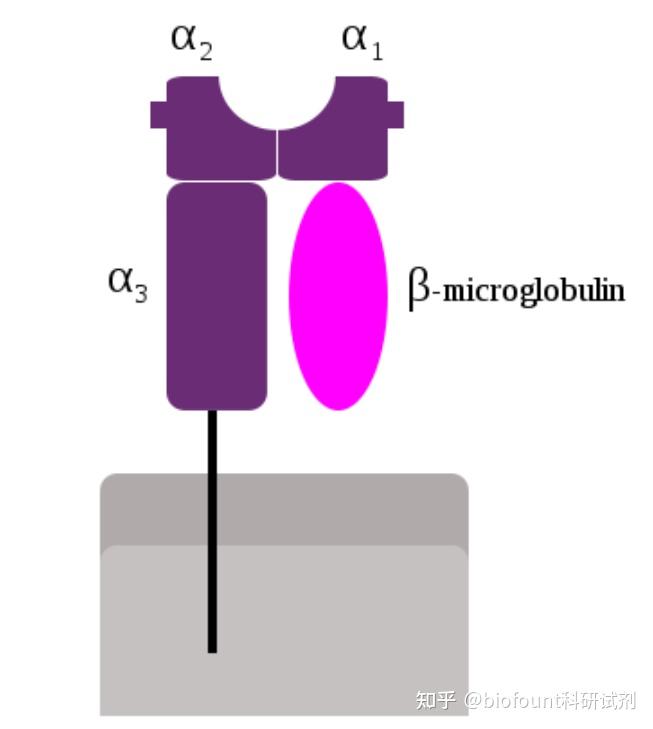 MHC I和II之间的区别 - 知乎