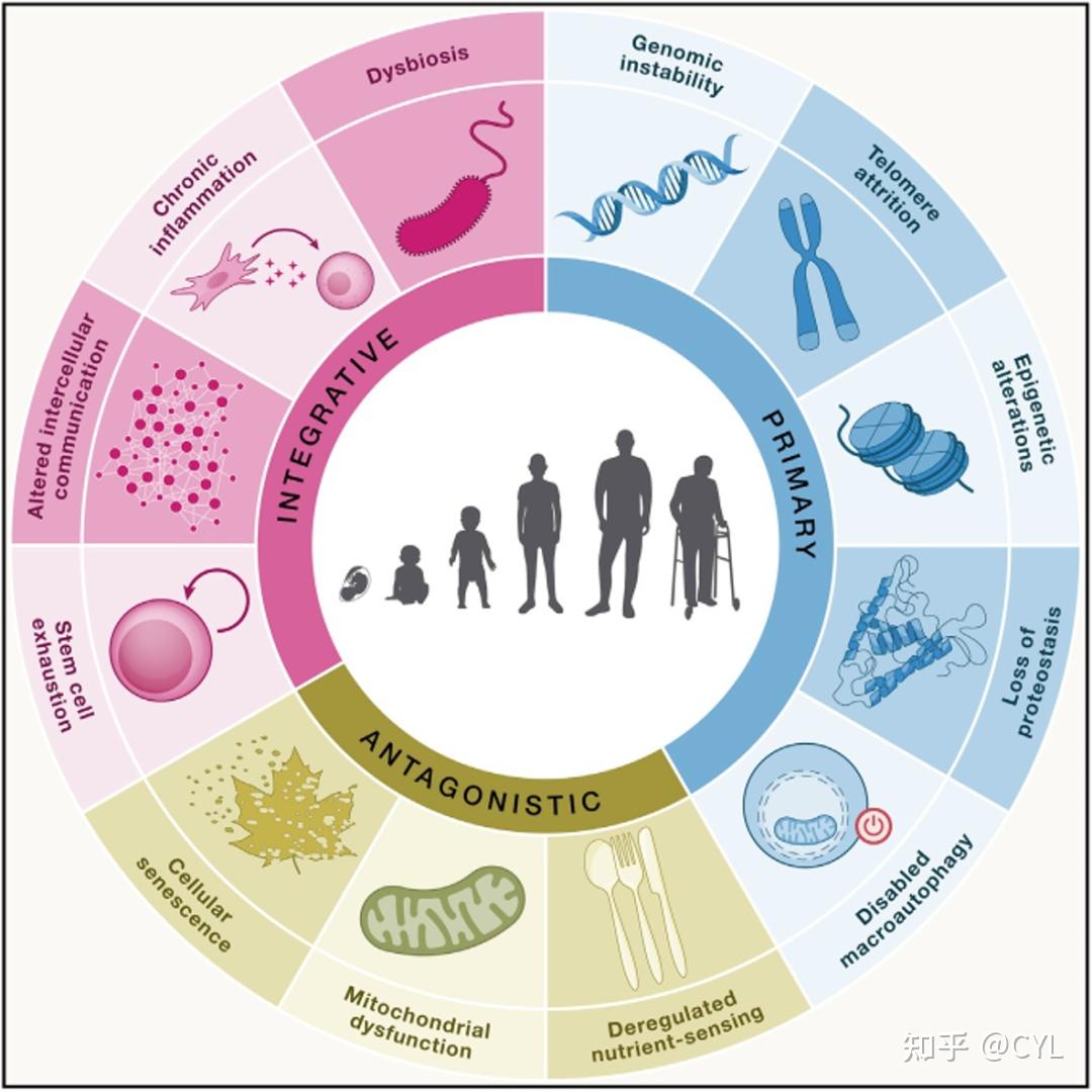 【文献翻译】Hallmarks of aging: An expanding universe - 知乎