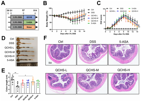 清肠化湿颗粒通过激活NLRP6信号和调节Th17/Treg平衡来改善DSS诱导的结肠炎 - 知乎