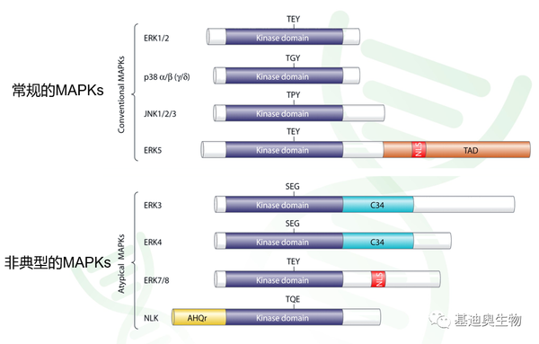 MAPK通路(ko04010)专题解析（上） - 知乎