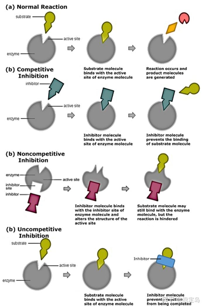 抑制剂的种类有哪些？ - 知乎