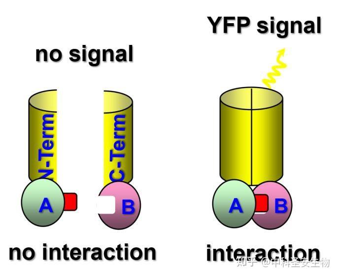 双分子荧光互补实验 BiFC实验原理及流程 - 知乎
