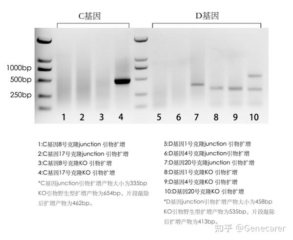 双靶点 sgRNA敲除如何PCR鉴定并举例 - 知乎