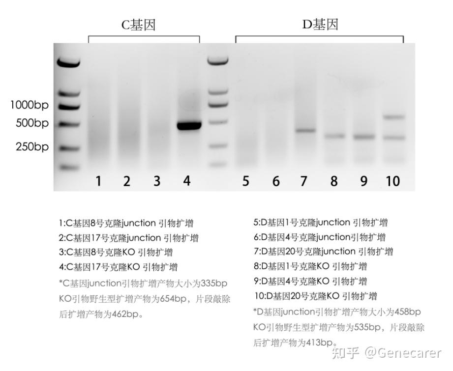 双靶点 sgRNA敲除如何PCR鉴定并举例 - 知乎