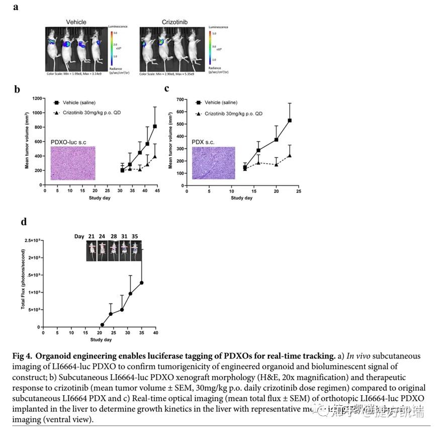 文献解读|药物研发验证模型-PDXO模型 - 知乎