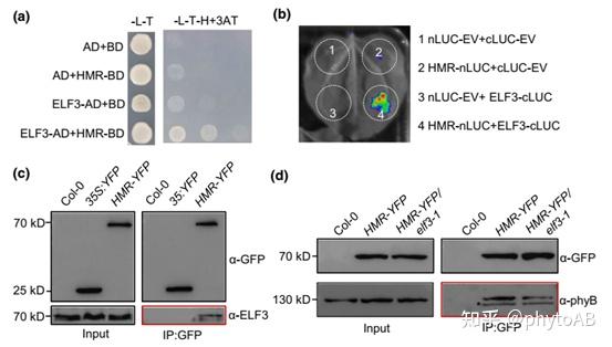 New Phytologist I GSK3促进phyB-ELF3-HMR复合物形成调节植物热形态发生 - 知乎