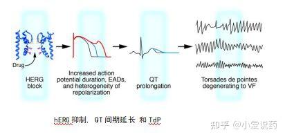 hERG检测|hERG检测服务|钠通道检测|离子通道服务|ic50|ic50检测 - 知乎