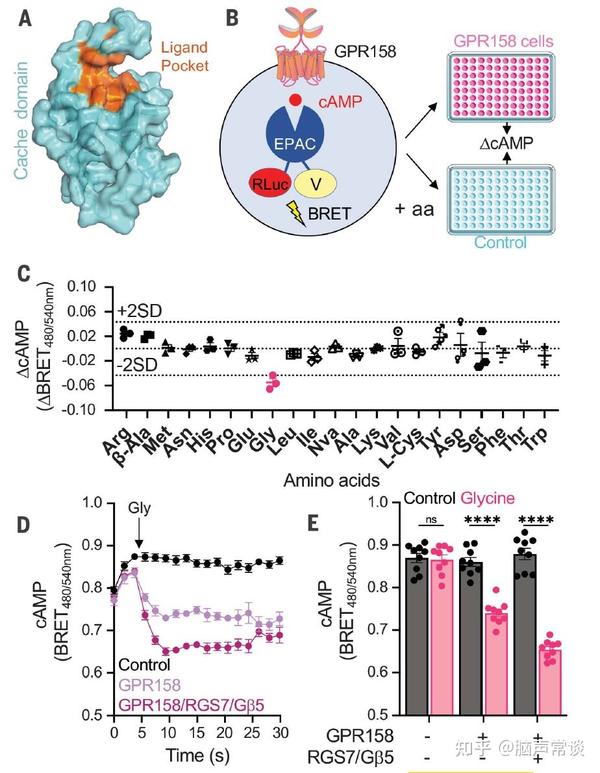 情绪相关受体-GPR158的发现可能成为抗抑郁新靶点 - 知乎