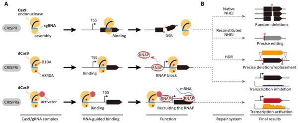 sgRNA文库想做个自我介绍 - 知乎