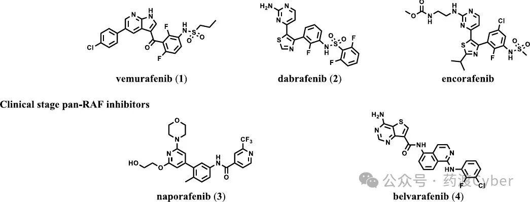 解析克服泛RAF激酶抑制的挑战：Exarafenib（KIN-2787）的发现 - 知乎