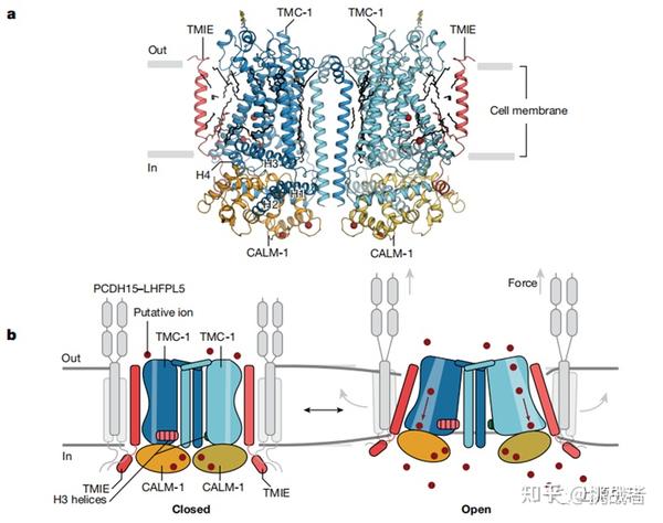听觉受体如何感受机械力刺激？ - 知乎